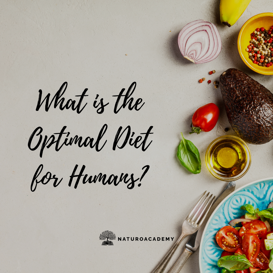 What is the Optimal Diet for Humans? – NaturoAcademy